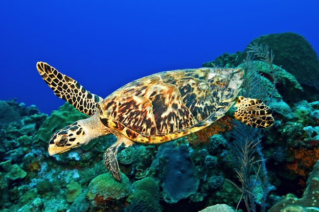 Sea Turtle Anatomy - Sea Turtle Facts and Information