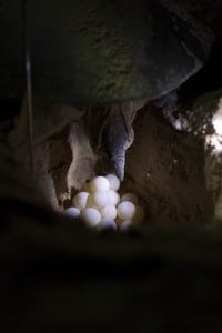 Sea Turtle Reproduction