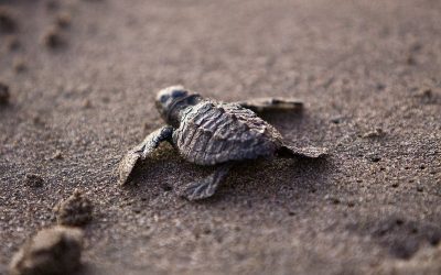 Sea Turtle Conservation - Sea Turtle Facts and Information